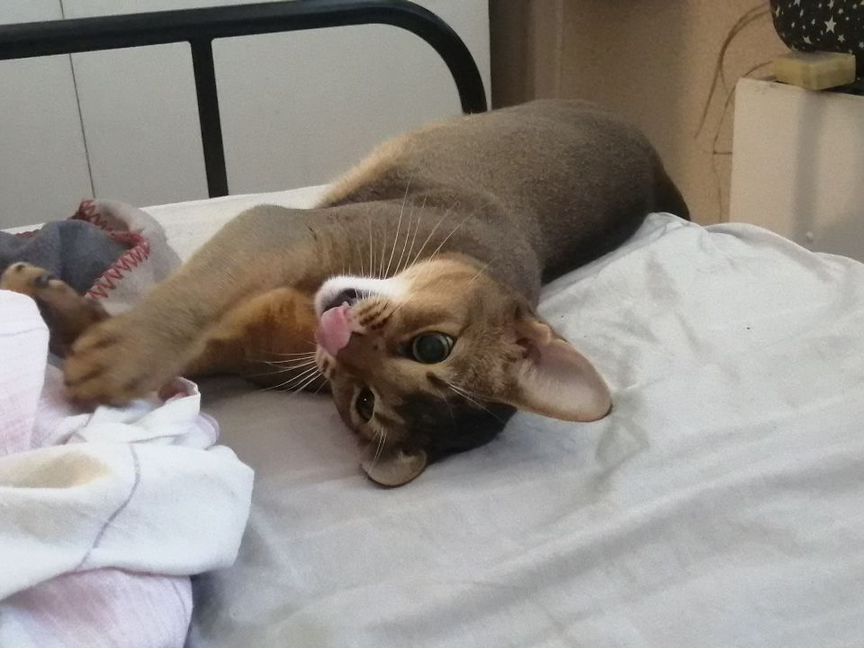Кошка абиссинская в дом без детей