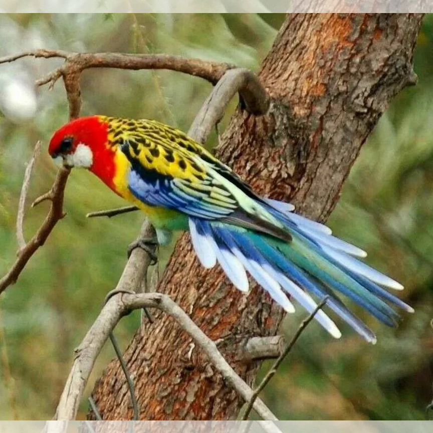 Попугай розелла