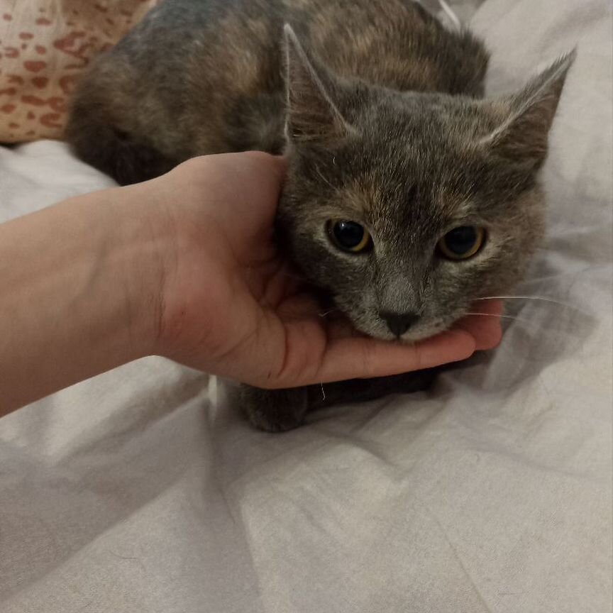 Кошка в дар бесплатно