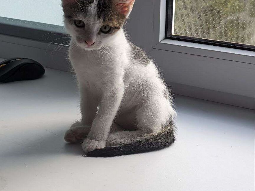 Котенок в добрые руки