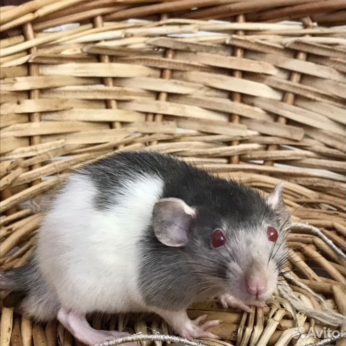 Крыса дамб DownUnder Hooded red Devil Russian blue