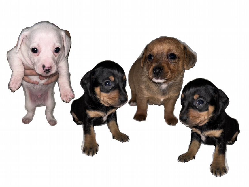 Той-терьер щенки