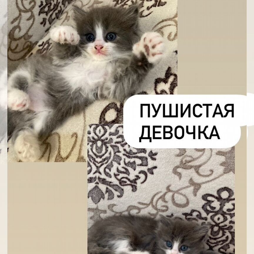 Котёнок в добрые руки