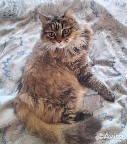 Кошка в дар бесплатно