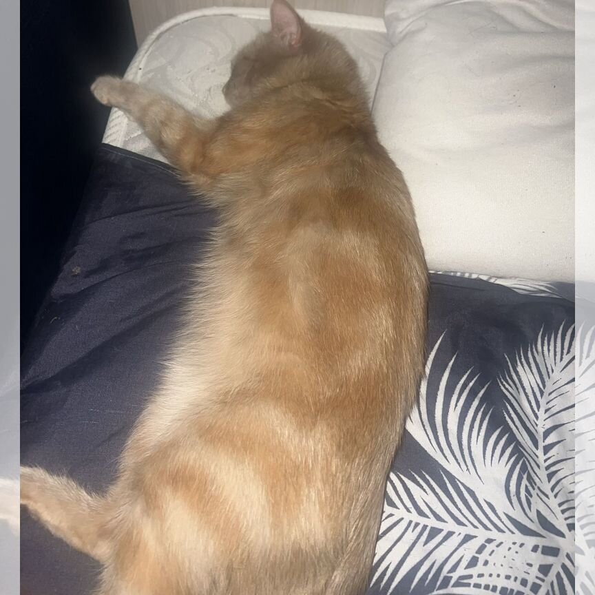 Взрослая, кошка в добрые руки