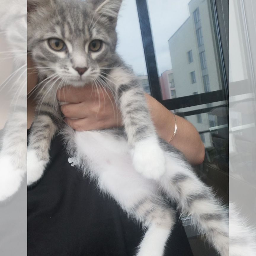 Отдам котёнка девочку