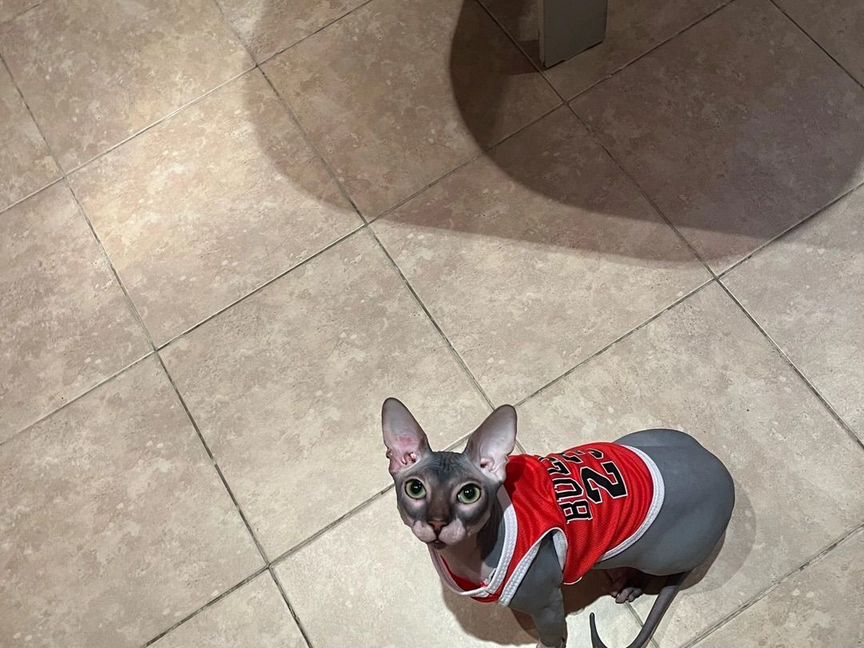 Катята канадского сфинкса