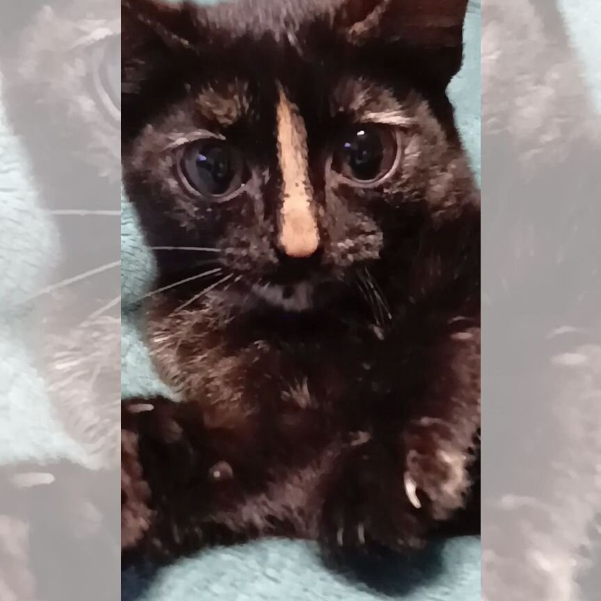 Кошки