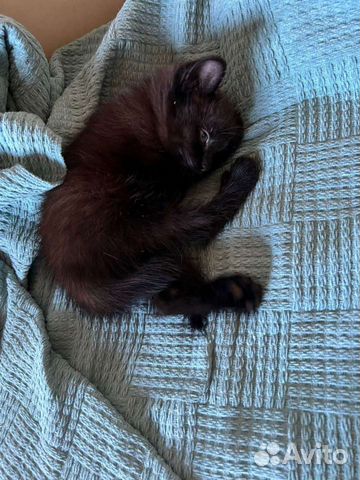 Котик бесплатно бомбей