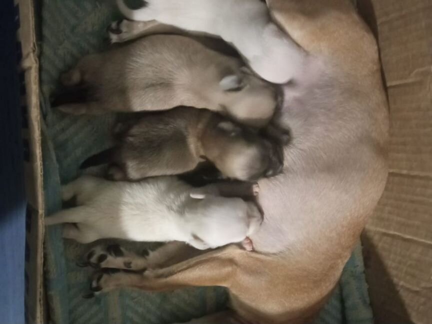 Продам щенят породы той терьер