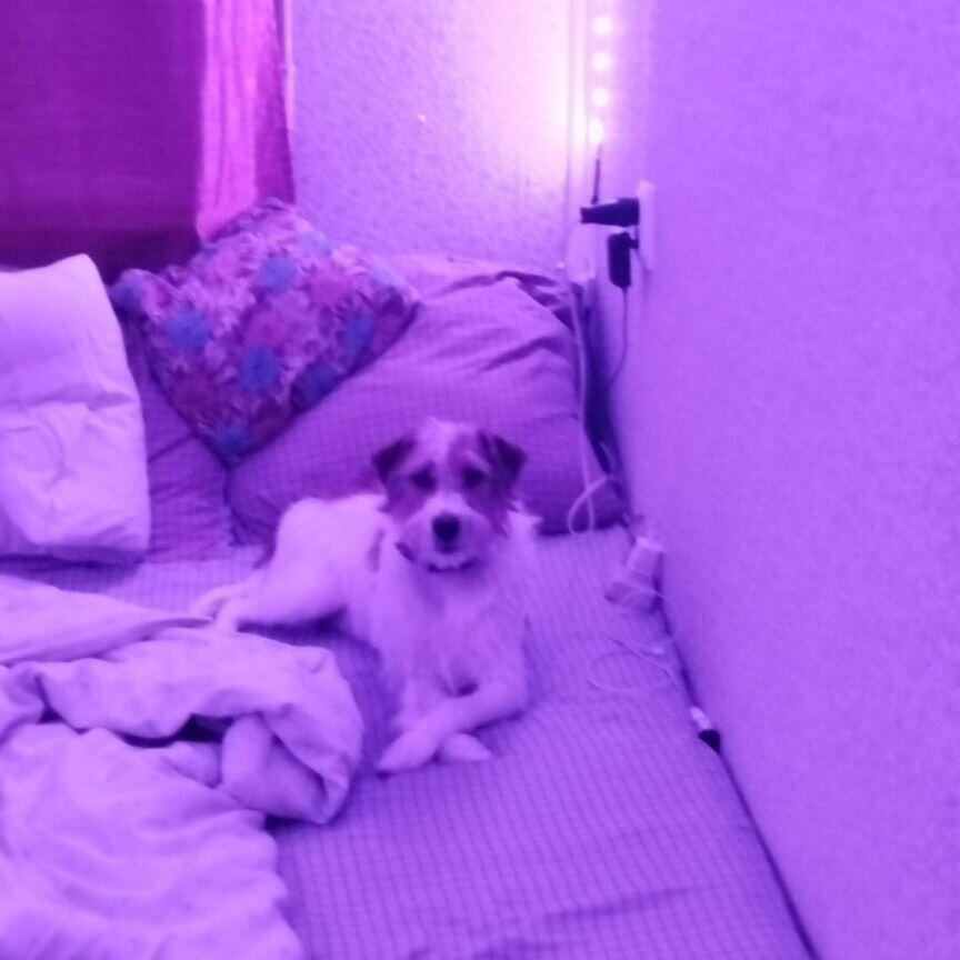 Отдам в добрые руки парсон Рассел