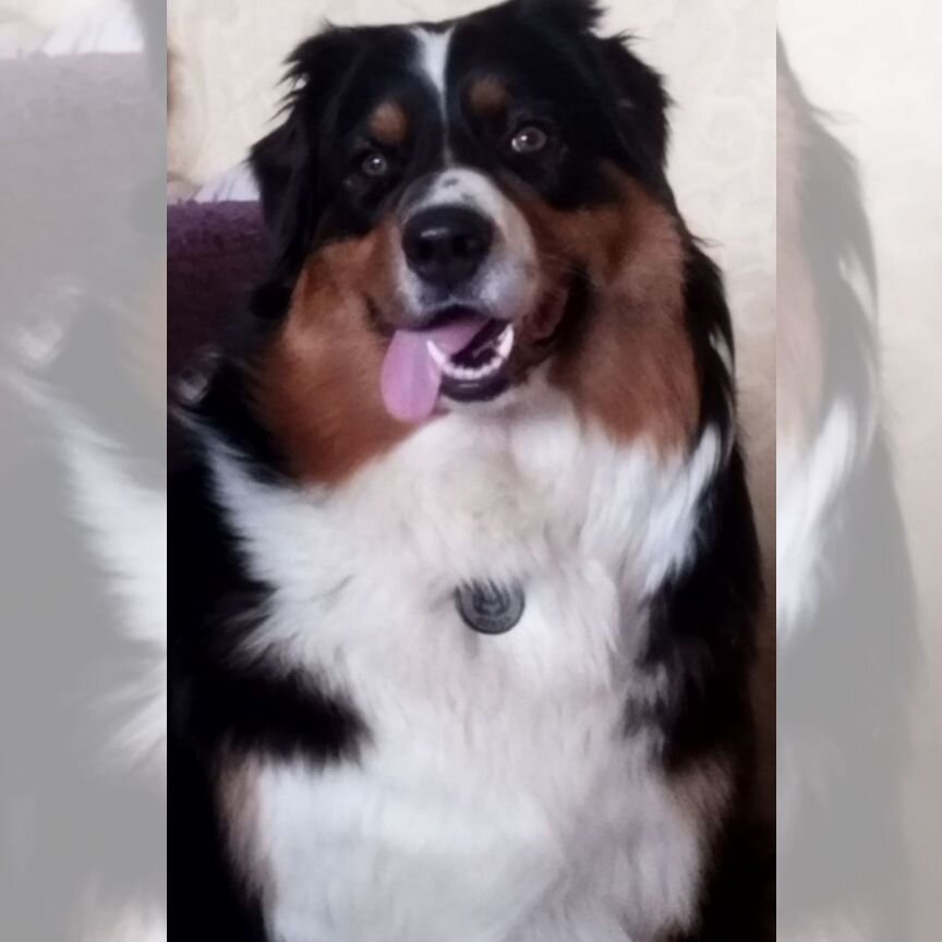 Австралийская овчарка, взрослая собака