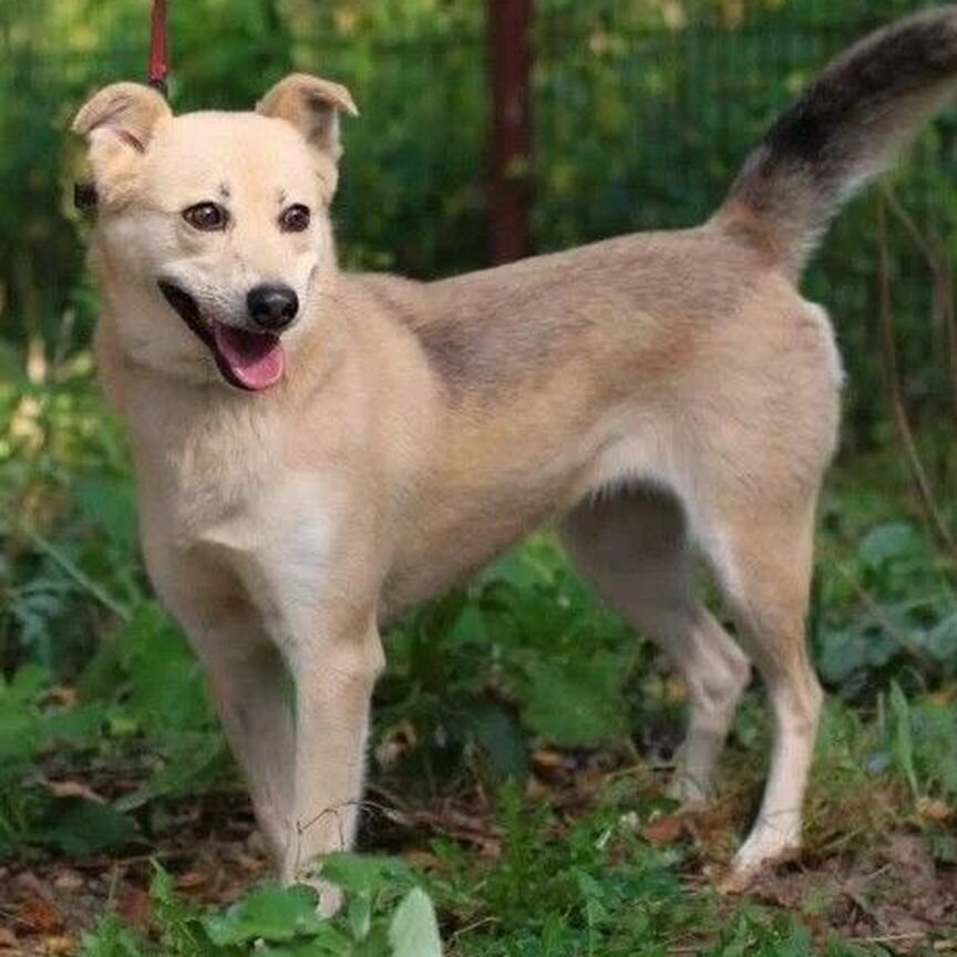 Взрослая собака в добрые руки