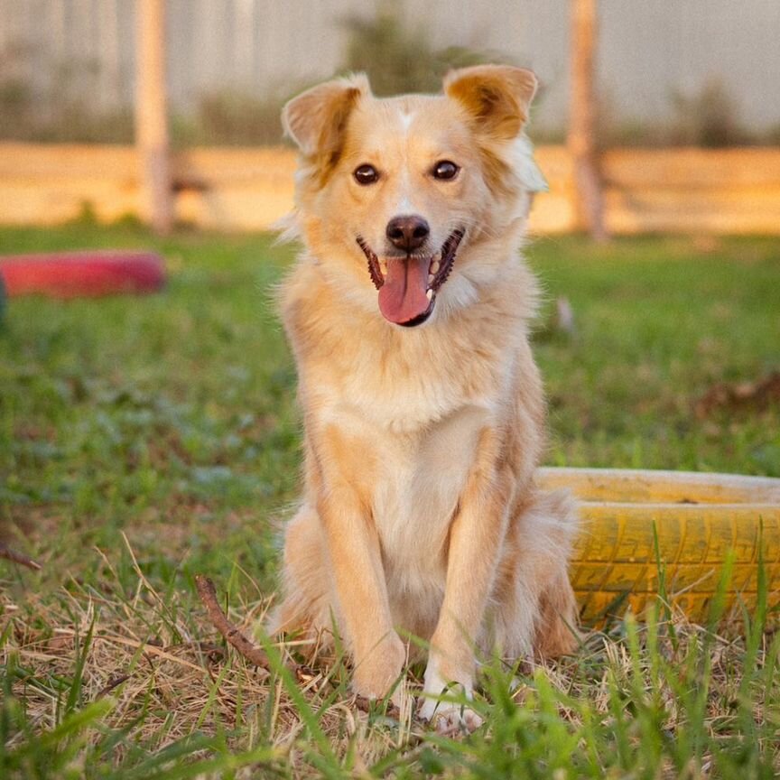 Маленькая собачка в добрые руки
