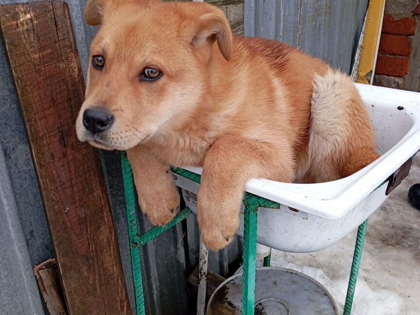 Щенки