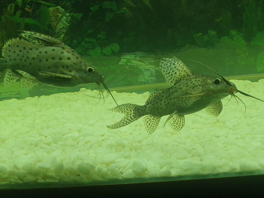 Аквариумные рыбки