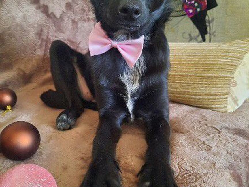 Прекрасная собака ищет дом