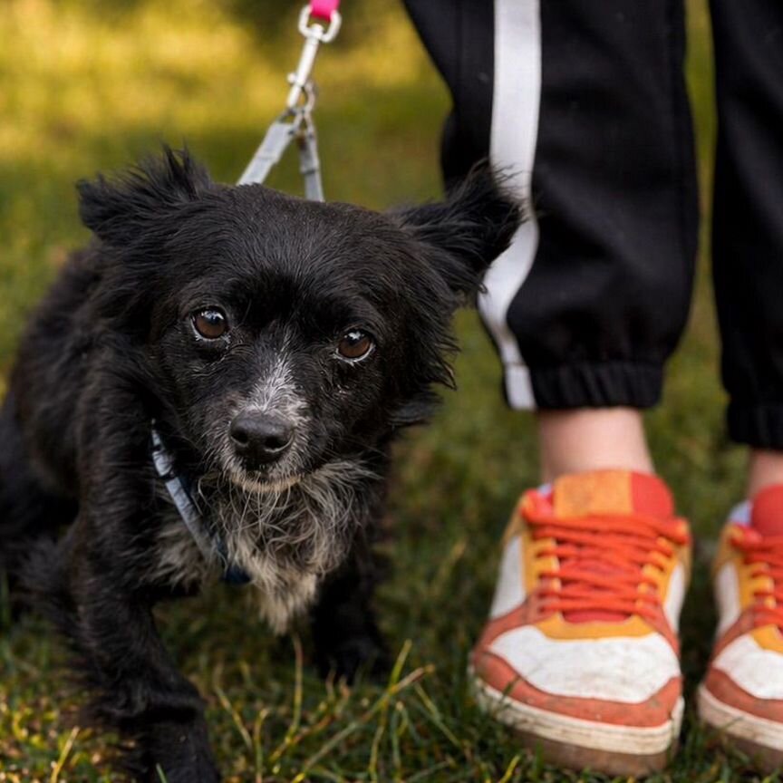 Взрослая собака в добрые руки