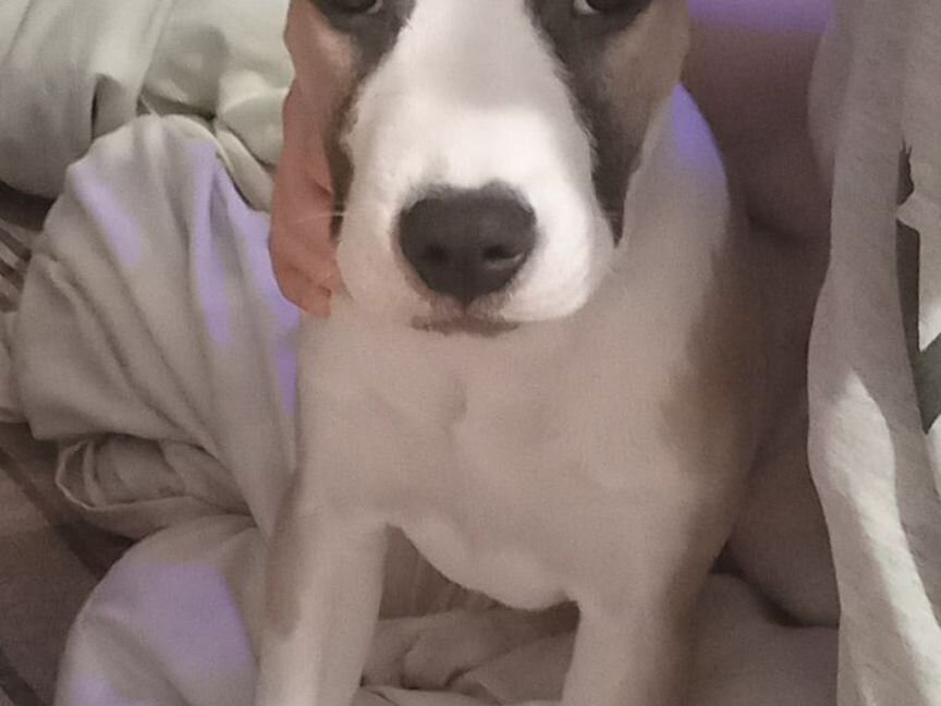 Стаффордширский терьер щенок