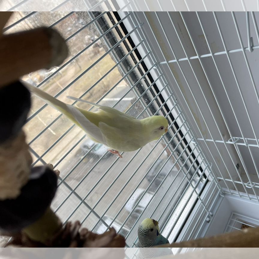 Волнистый попугай