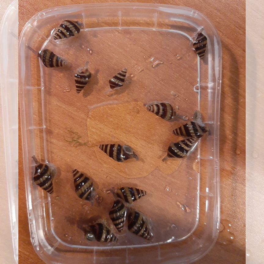 Улитка хелена