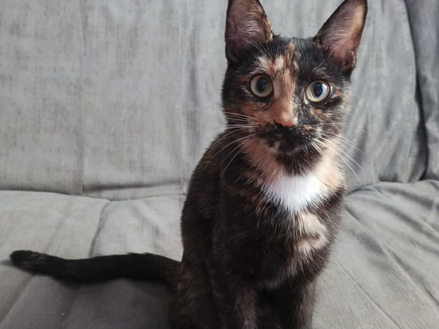 Кармен, 5 месяцев, в добрые руки