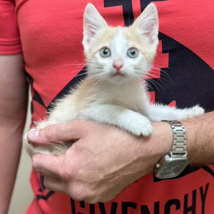 Толик котенок в добрые руки