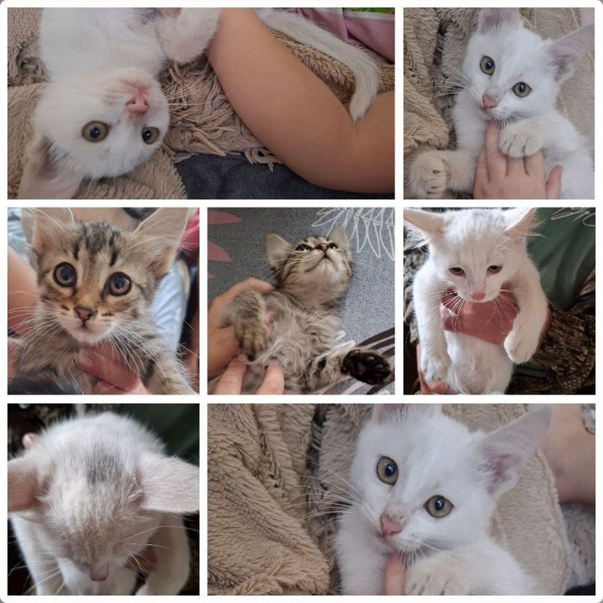 Котята в добрые руки