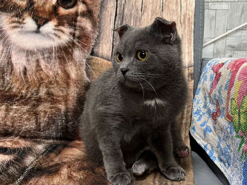 Отдадим котика