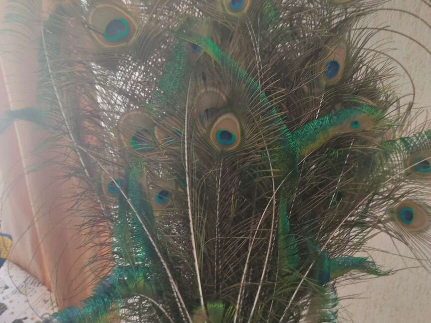 Павлиньи перья