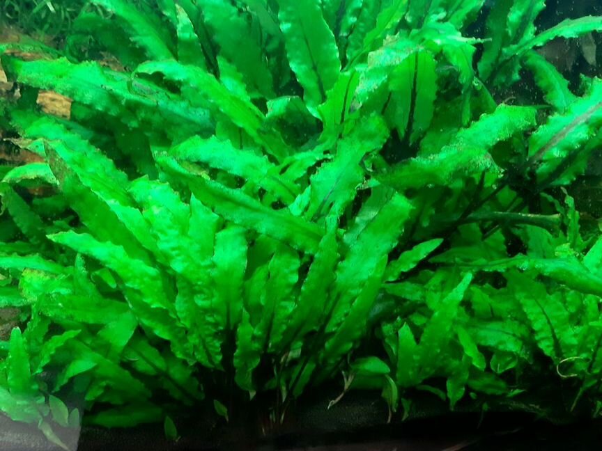 Растение в аквариумное