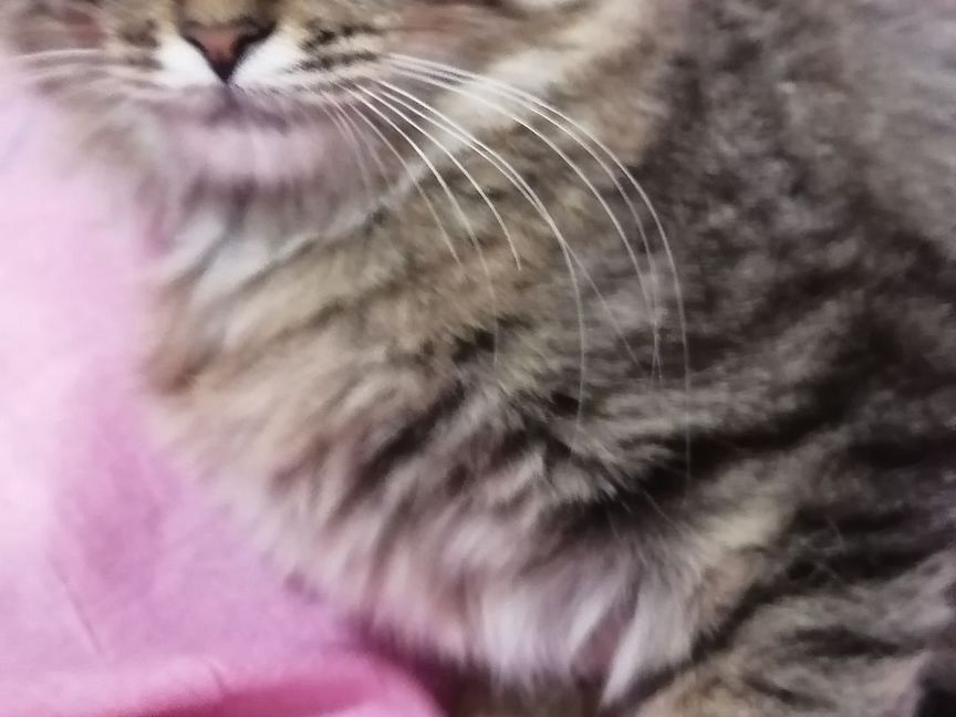 Котята кошка котенок