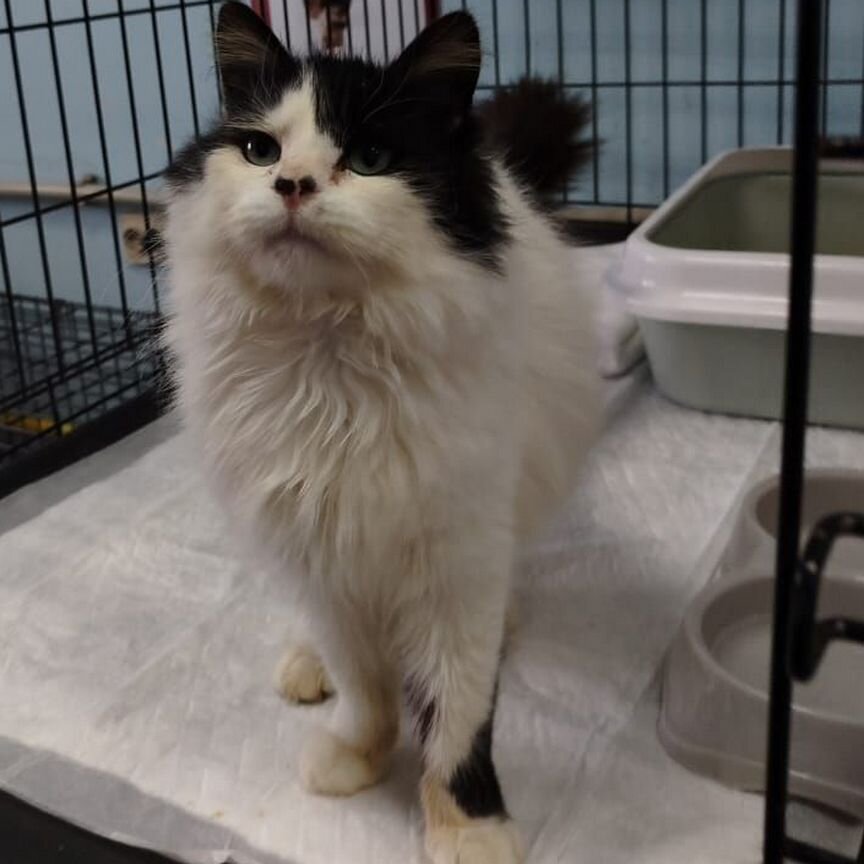 Взрослый кот в добрые руки