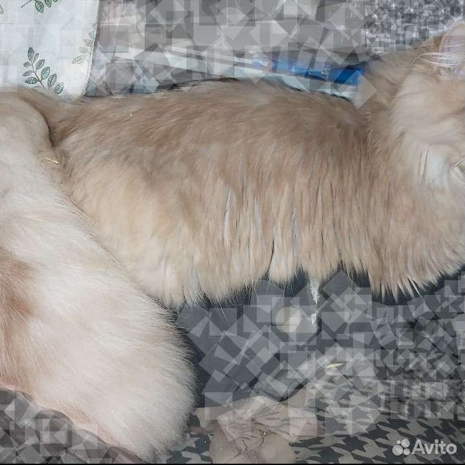 Потерялся котик-полуперс