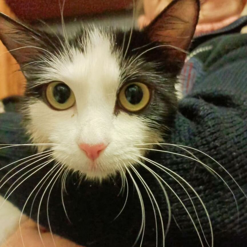 Чёрно-белая кошечка