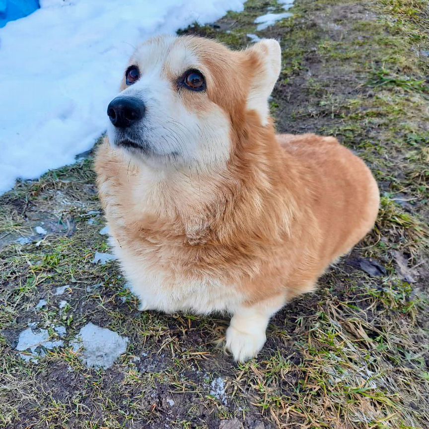 Вельш-корги пемброк, добрые собачки ищут семью