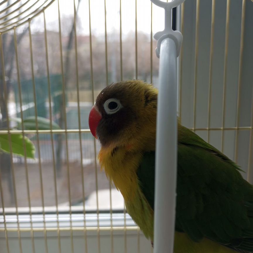 Попугай неразлучники с клеткой