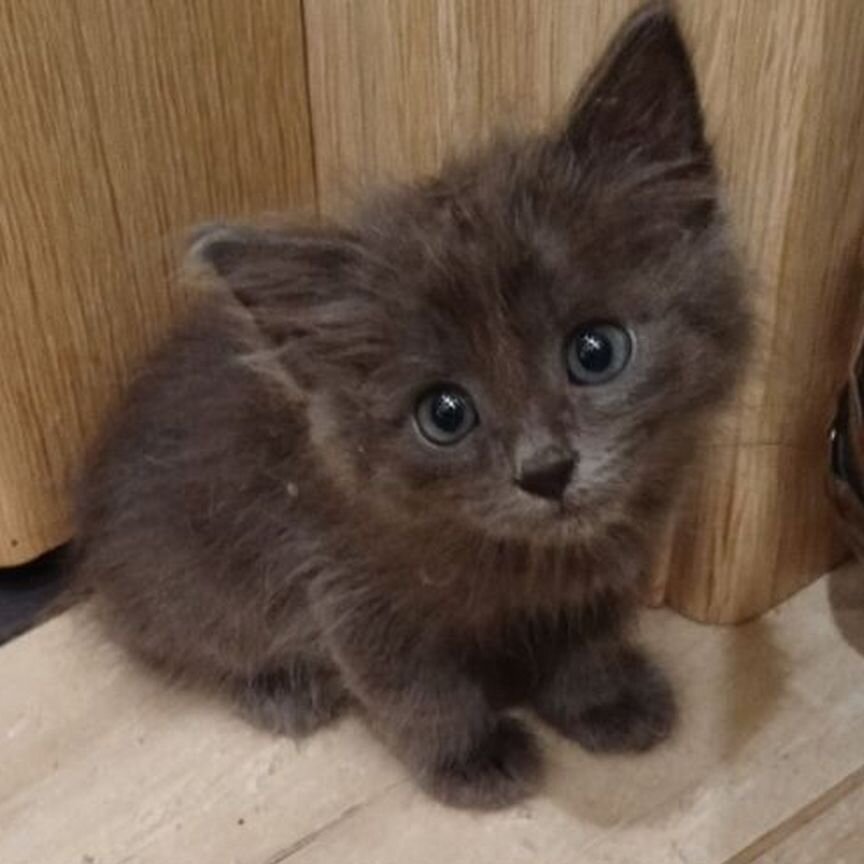 Выброшены малыши на улицу