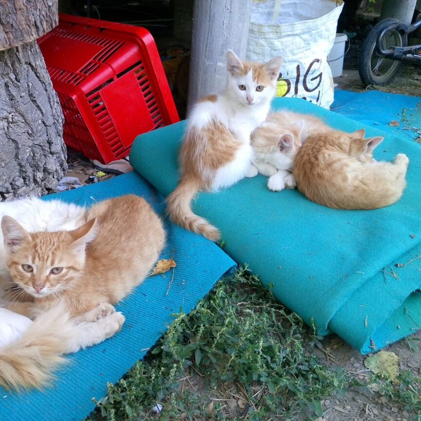Рыжие котики в добрые руки