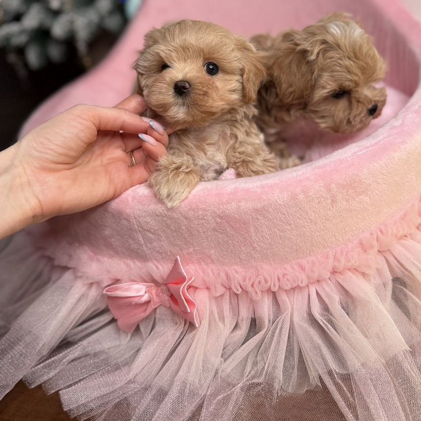 Мальтипу, щенок