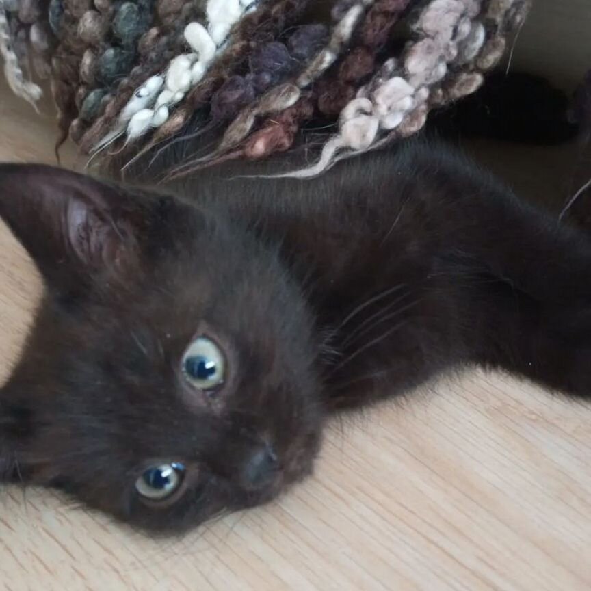 Котенок Лео