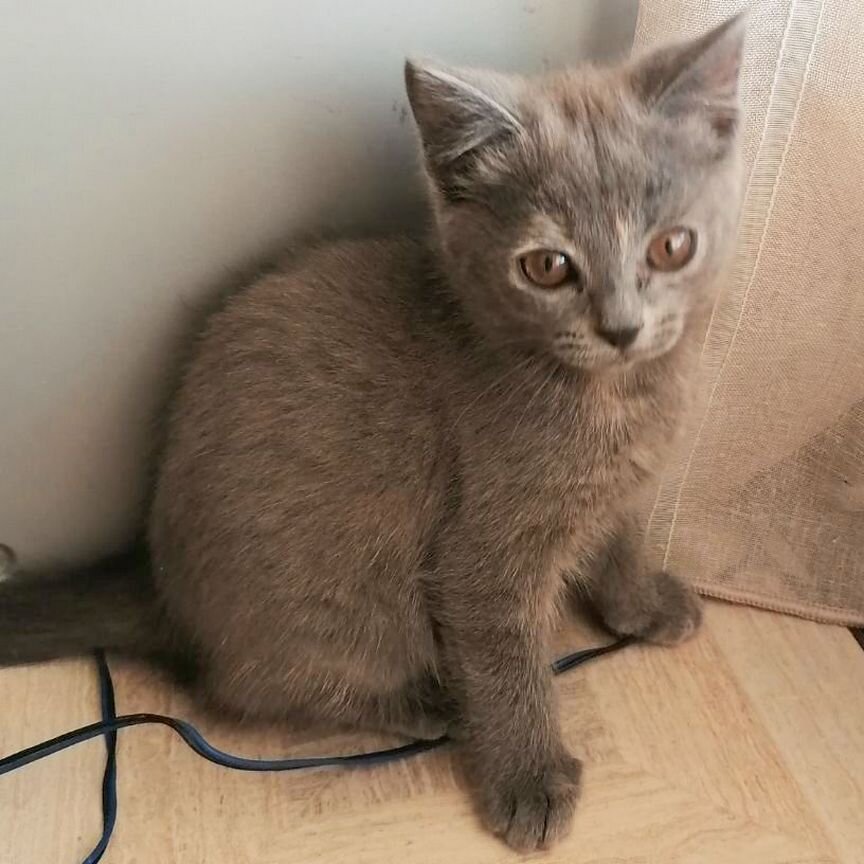 Кошка 3 месяца