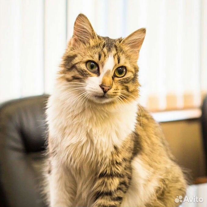 Котик Порш в самые добрые руки