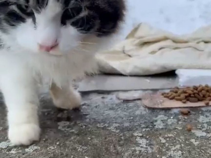 Кота выкинули. Замерзает в коробке