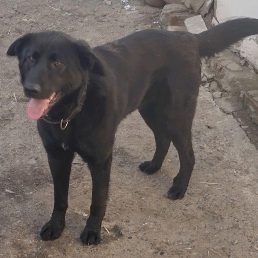 Собака в добрые руки отдам бесплатно