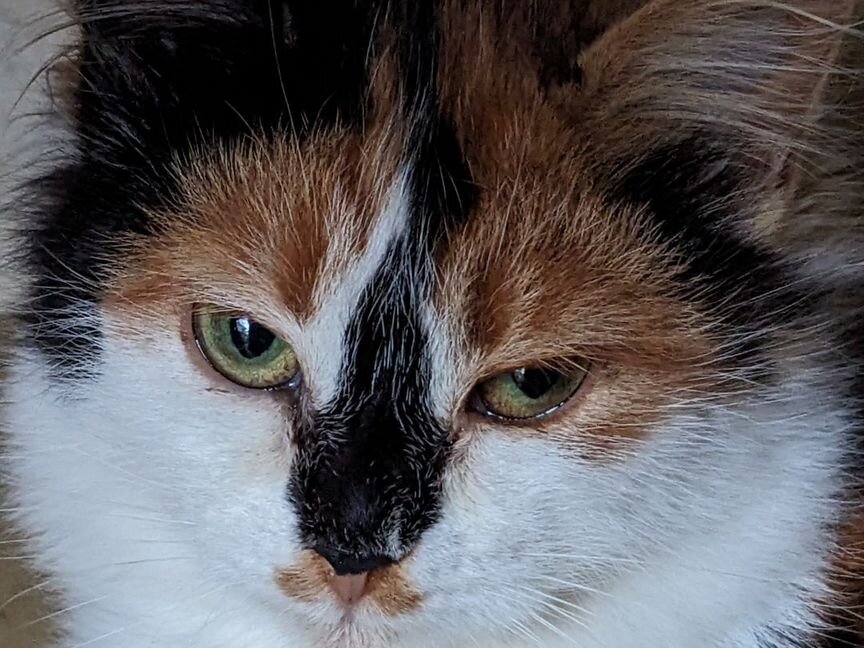 Котята отдам в добрые руки бесплатно