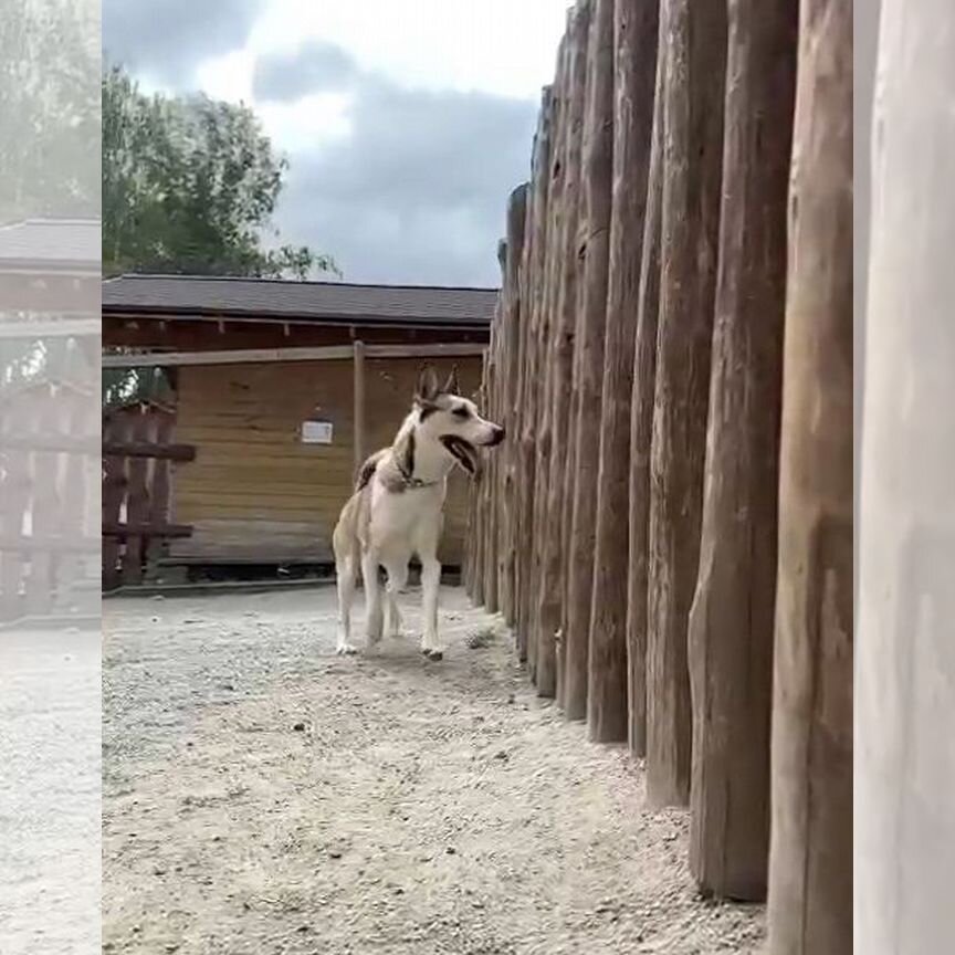 Лайка бесплатно