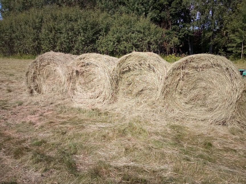 Продам сено в рулонах 300 кг