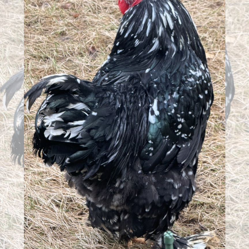 Куры породы Брама