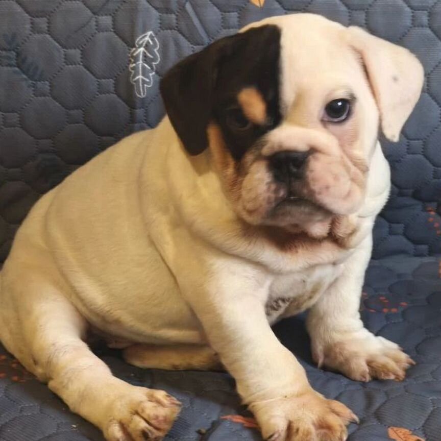 Английский бульдог, щенок